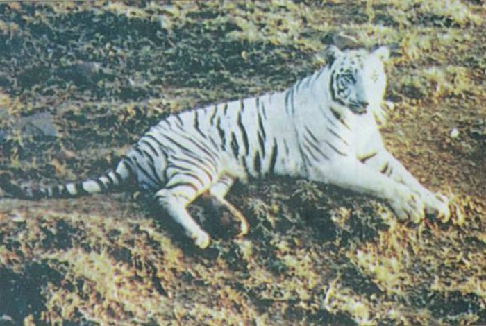 This Is The Story Of Mohan, The Majestic Ancestor Of All The White ...