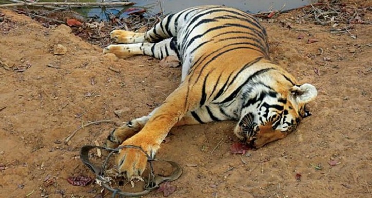 No Time For Celebration - India Has Recorded 28 Incidents Of Tiger ...