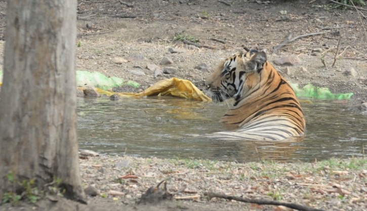 Man-Eater Tiger In UP Kills Fourth Man In Last Month, Forest Officials ...