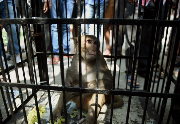 These Images Showing A Monkey Being Captured And Caged Will Break Your ...