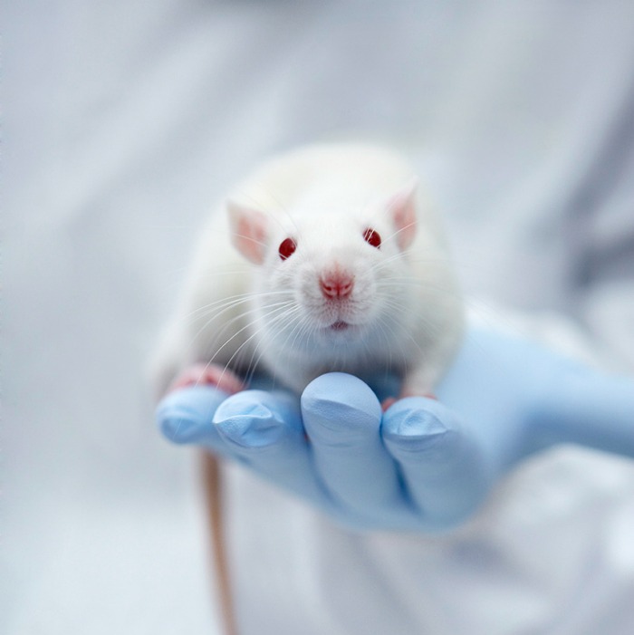 Meet The World's Most Badass Rat Messing With Scientific Studies At ...