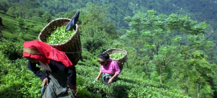 Sikkim Adopts Sustainable Cultivation, Becomes India's First Fully ...