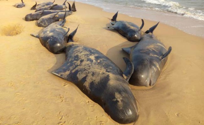 As More And More Dead Sea Animals Wash Ashore, We Look At Possible ...
