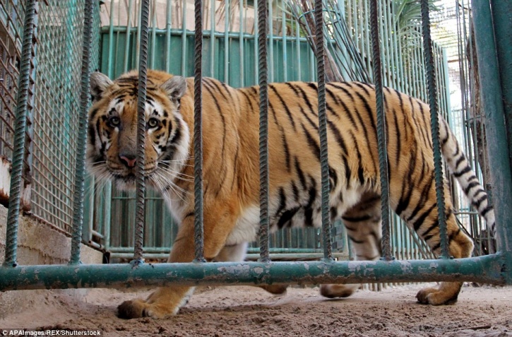 Inside The World's Worst Zoos - Where Animals Were Starved To Death And ...