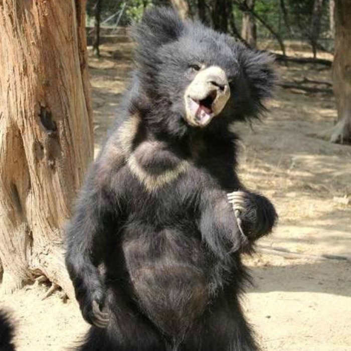 Community-Led Conservation Efforts Increase Nagaland's Wildlife ...