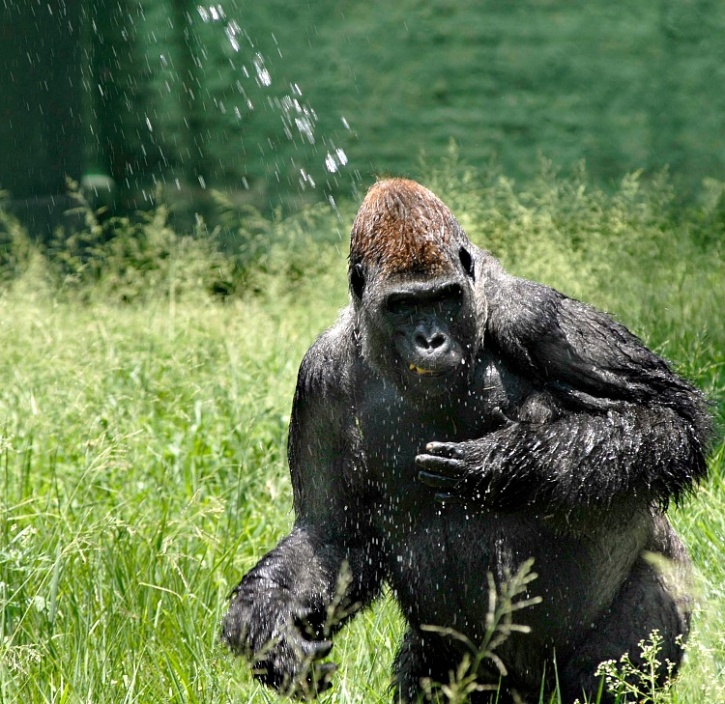 Here's All You Need To Know About The World's Largest Gorilla That Is ...