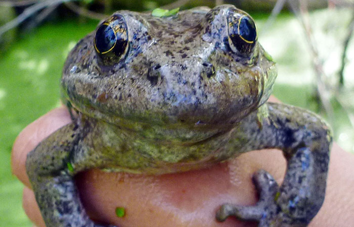 The Mucus From The Skin Of This Indian Frog Can Prevent the Next Flu ...
