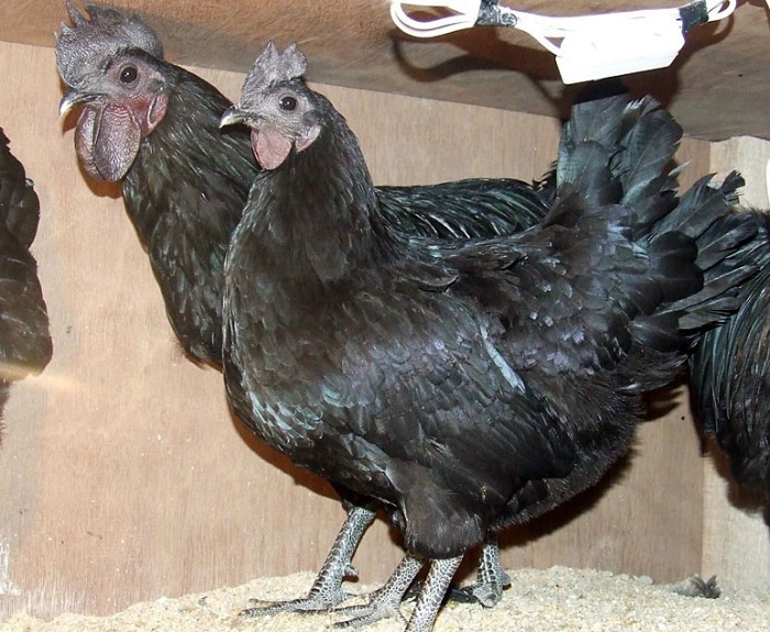Remember The Viral Goth Chicken? Turns Out It Has A Cousin In Madhya ...