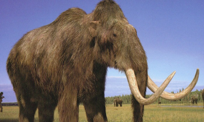 Ice Age Animal Woolly Mammoth Could Be Brought Back To Life In Two ...