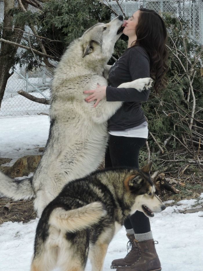 This Rape Survivor Owes Her Life To A Wolf Pack That Saved Her From ...