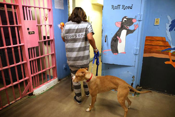 In This Prison, Inmates Help Out Rescued Animals And In Turn Themselves ...