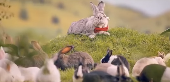 'Multiply Like Rabbits,' Polish Government Urges Citizens To Combat Low ...