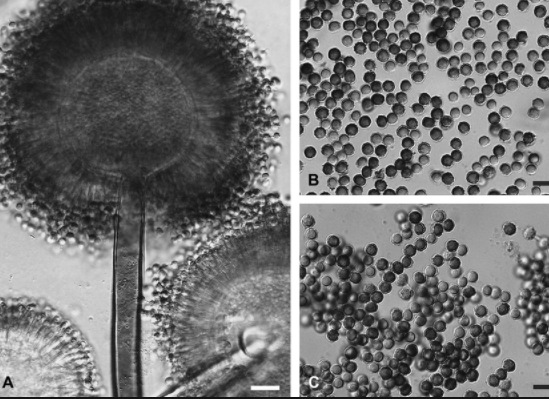 Fungus That Can Break Down Plastic In Just Weeks Discovered At Pakistan ...