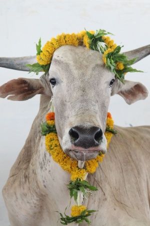 'Chipko Andolan' Was The Strongest Movement To Conserve Forests & India ...