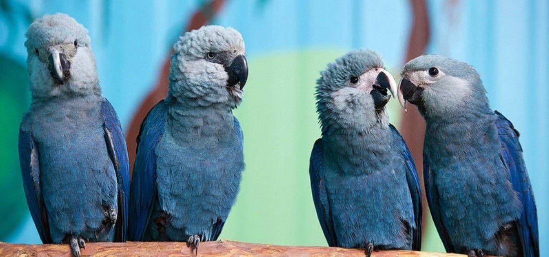 Awesome Spix’s Macaw That Inspired 'Blu' In Film Rio Is The Latest ...