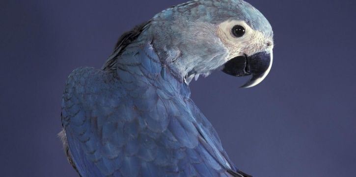 Remember Brazilian Parrot ‘Blu’ From 2011 Film Rio? The Awesome Spix’s ...