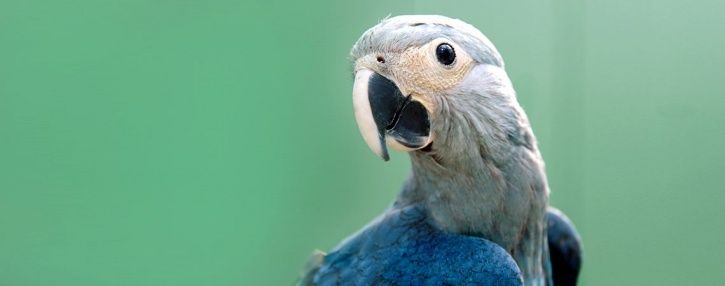 Remember Brazilian Parrot ‘Blu’ From 2011 Film Rio? The Awesome Spix’s ...