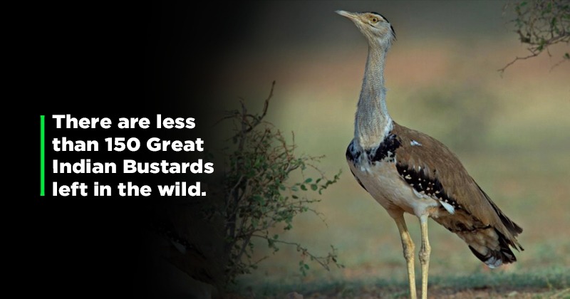Despite Artificially Breeding The Endangered Great Indian Bustard ...