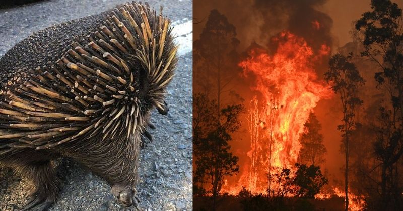 Porcupine-Like Animal With Melted Thorns Shows How Tragic Australia's ...