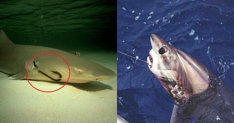 Millions Of Sharks Silently Suffer In Pain As They Have Fishhooks Stuck ...