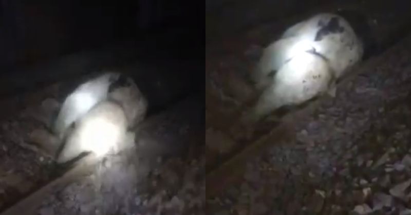 Viral Video: Baby Elephant Writhes And Howls In Pain After Being Hit By ...