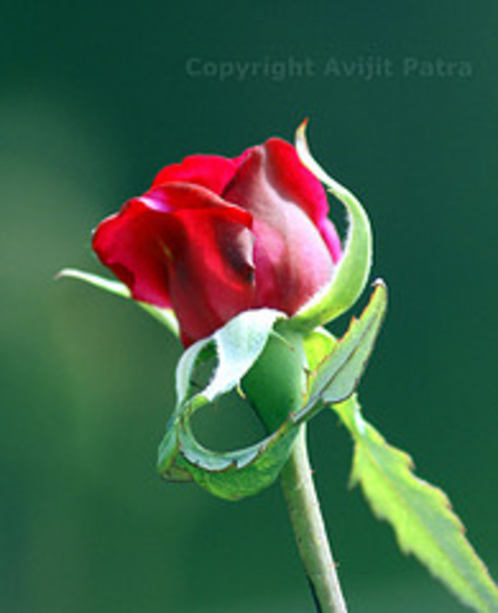 Ahmed's Album - Indiatimes.com