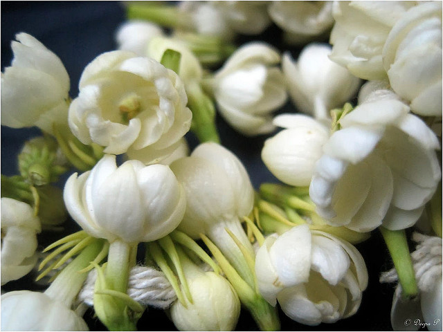 Mogra Flowers - Indiatimes.com