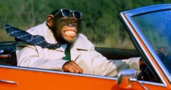 Monkey Takes UP Bus For A Drive, Rams Into Two Other Buses!