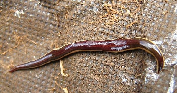 A Computer Has Figured Out Why This Slimy Worm Will Never Die