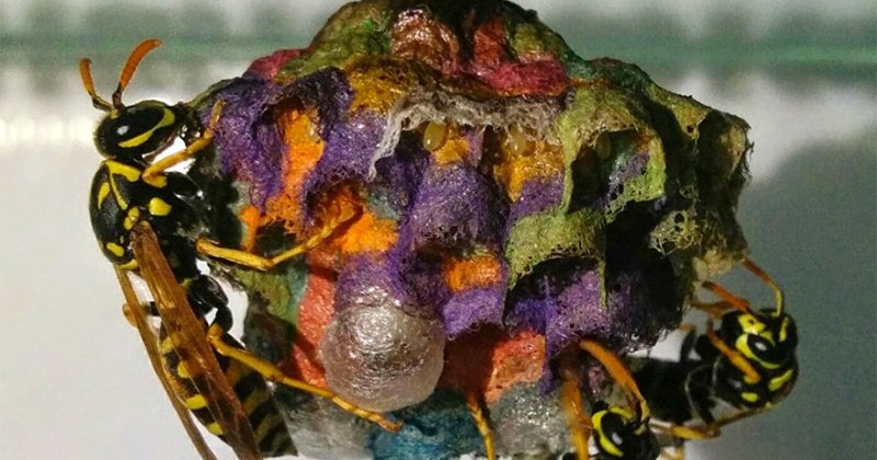 Captive Wasps Build The Most Spectacular Rainbow Nests From The ...