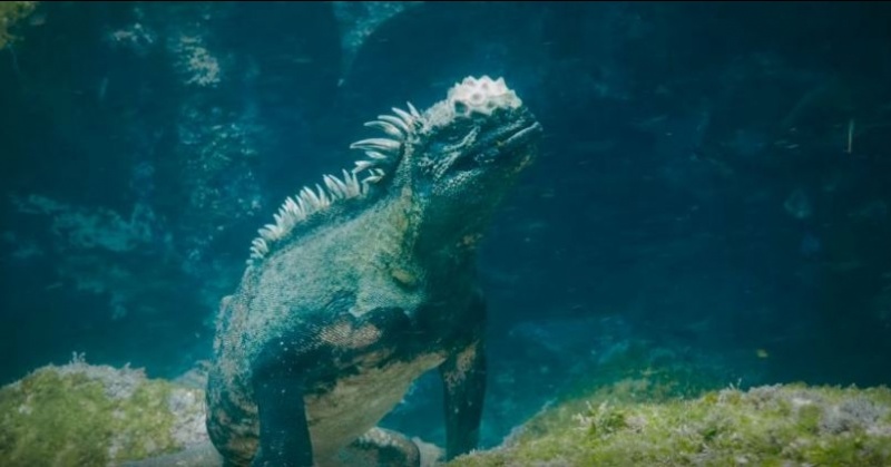 Underwater Footage Captures Godzilla-Like Marine Iguana Swimming In The ...