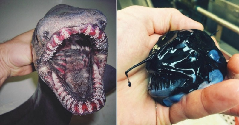 Russian fisherman Roman Fedortsov shares pictures of weird sea ...