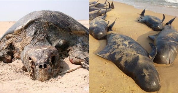 As More And More Dead Sea Animals Wash Ashore, We Look At Possible ...