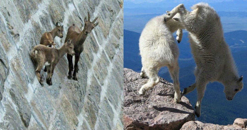 17 Pictures Of Mountain Goats That Prove Gravity Doesn't Exist For Them