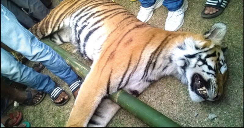 Horrific. Villagers In Nagaland Kill The First Royal Bengal Tiger ...