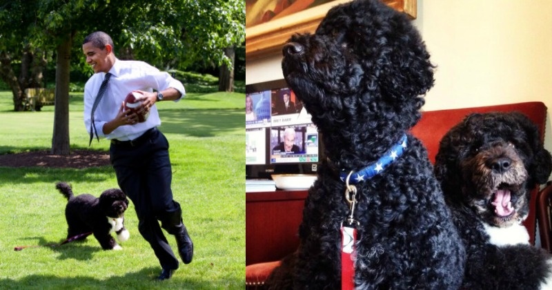 Meet Bo And Sunny Obama - The Pooches Whose Lives Are Better Than Yours ...