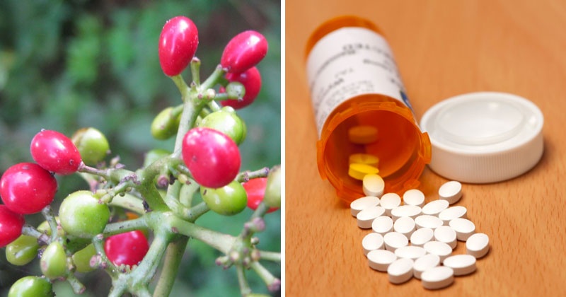 An Indian Pharmaceutical Is Working On A Plant-Based Drug To Cure Dengue