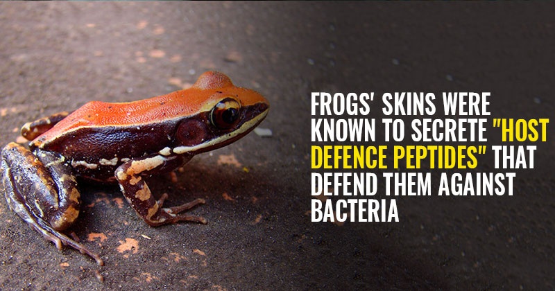 The Mucus From The Skin Of This Indian Frog Can Prevent the Next Flu ...