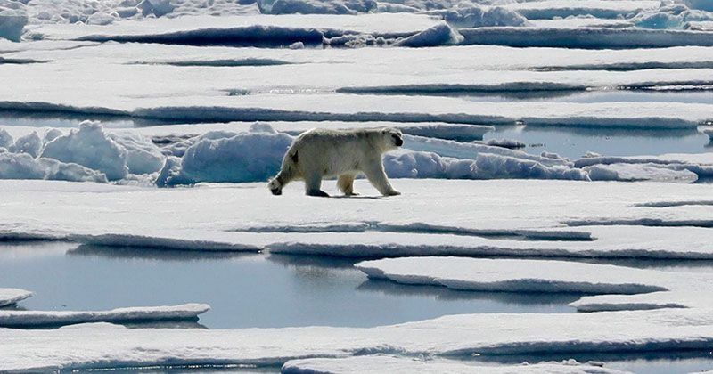 Climate Change Is Having A Devastating Effect On Polar Bears ... Climate Change Is Having A Devastating Effect On Polar Bears ...