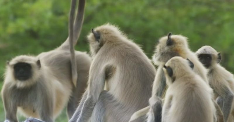 Meet The Real-Life Mowgli From Karnataka, A Two-Year-Old Who Has ...