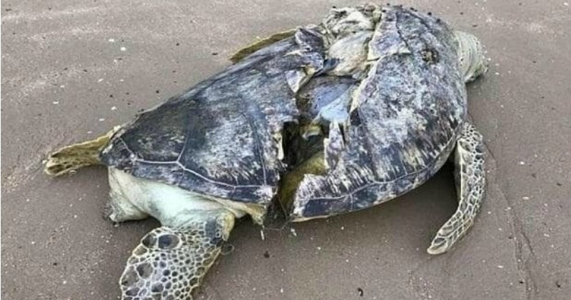Horrific Images Emerge Showing Endangered Sea Turtle 'Sliced In Half ...