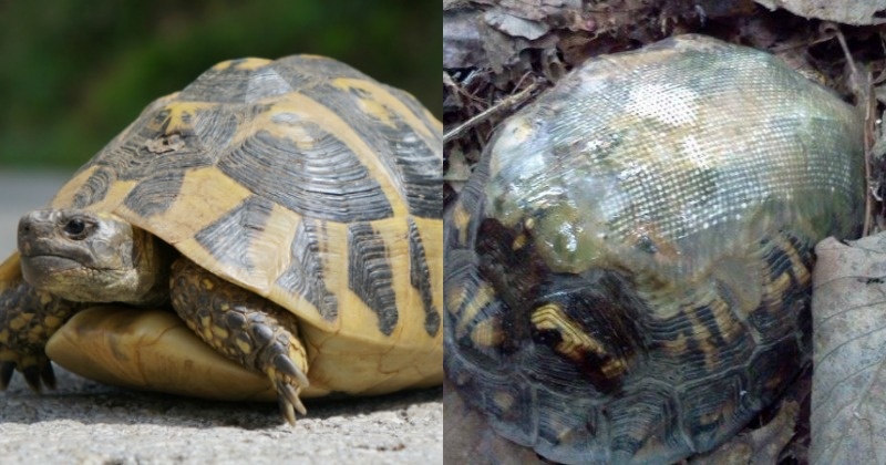 A Vet Who Used Fiberglass To Mend This Turtle's Broken Shell Is ...