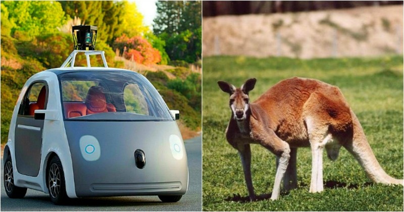 Autonomous Cars Can Handle Reckless Drivers, But Not Hopping Kangaroos ...