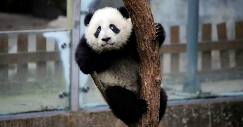 Scientists Finally Solve The Mystery Behind A Panda's Fur, Reveal Why ...