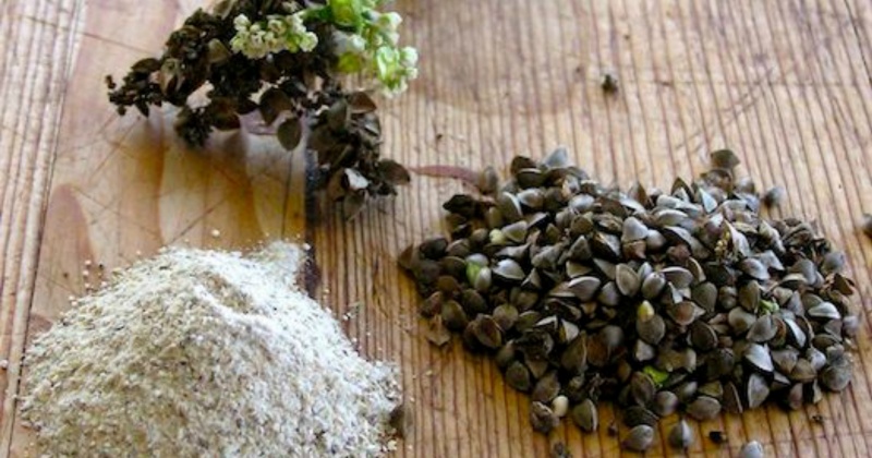 Everything You Need To Know About The Super Seed - Buckwheat Or Kuttu ...