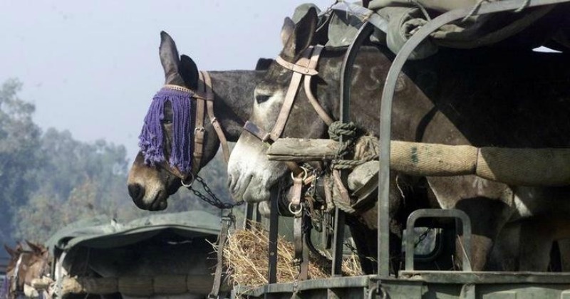 Indian Army Honours Its Longest Serving Mule By Naming An Officer's ...
