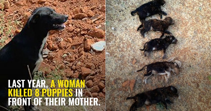 11 Humans Who Failed Their Upbringing By Being Unnecessarily Cruel To ...