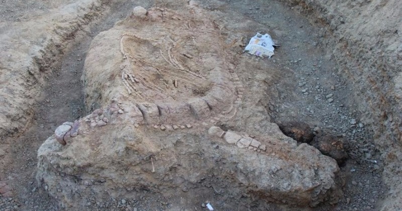 Indian Scientists Find A Rare, 157 Million Year Old Dinosaur Fossil In ...