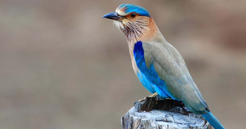 'Neelkanth' Bird, That Proved Lucky For Lord Ram In Killing Ravana ...