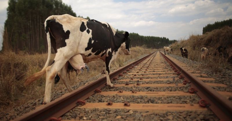 Speeding Train Runs Over 20 Cows In Delhi, Movement Affected ...